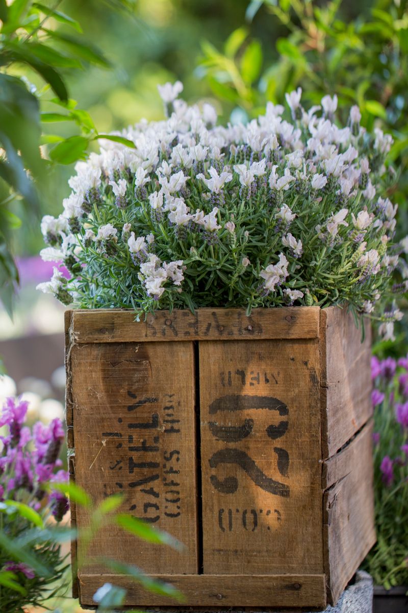 Plant Growers Australia - Lavender Blushberry Ruffles
