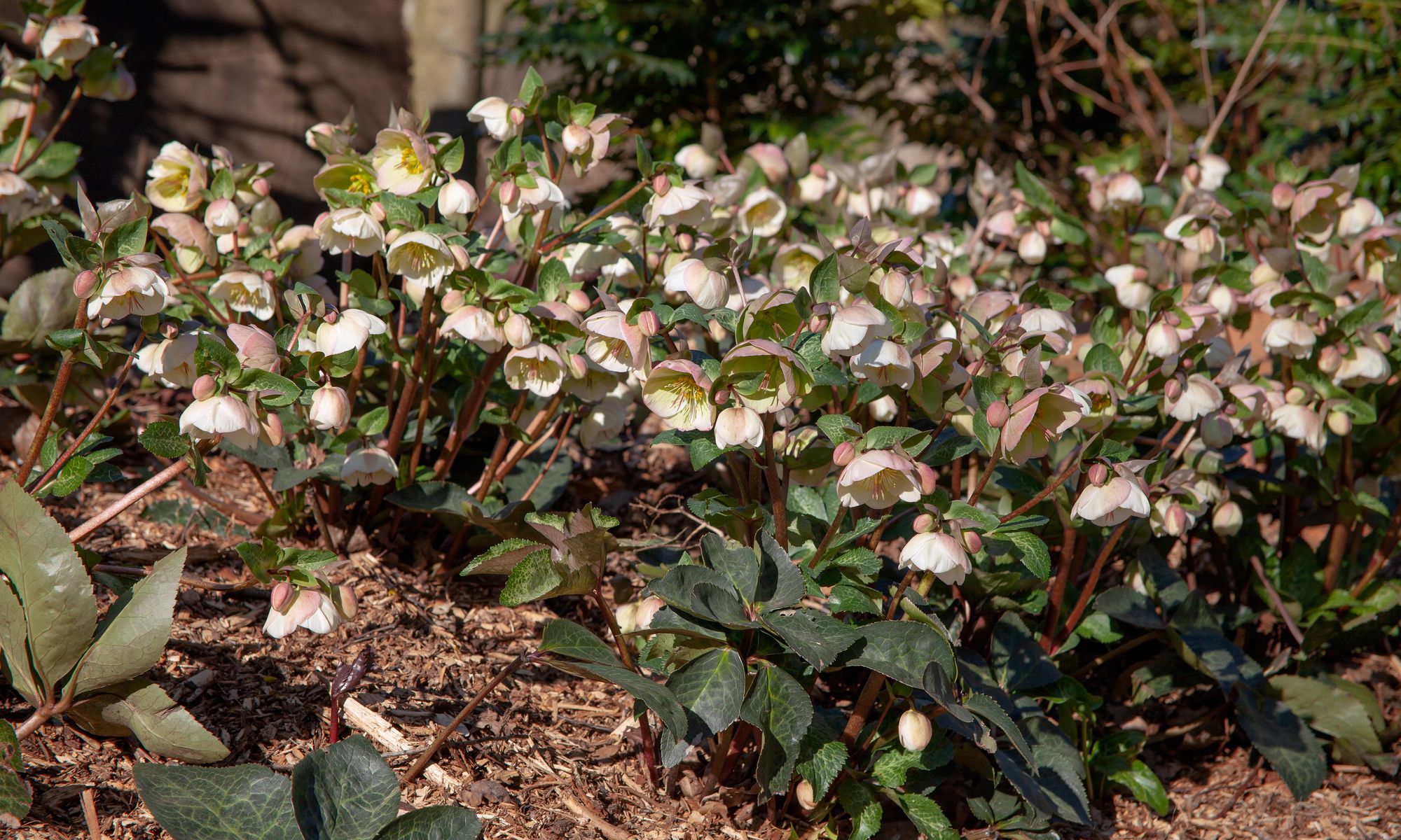 Plant Growers Australia - Hellebore Moondance