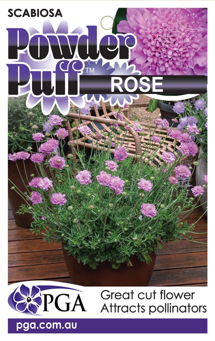 Plant Growers Australia - Scabiosa Powder Puff™ Rose