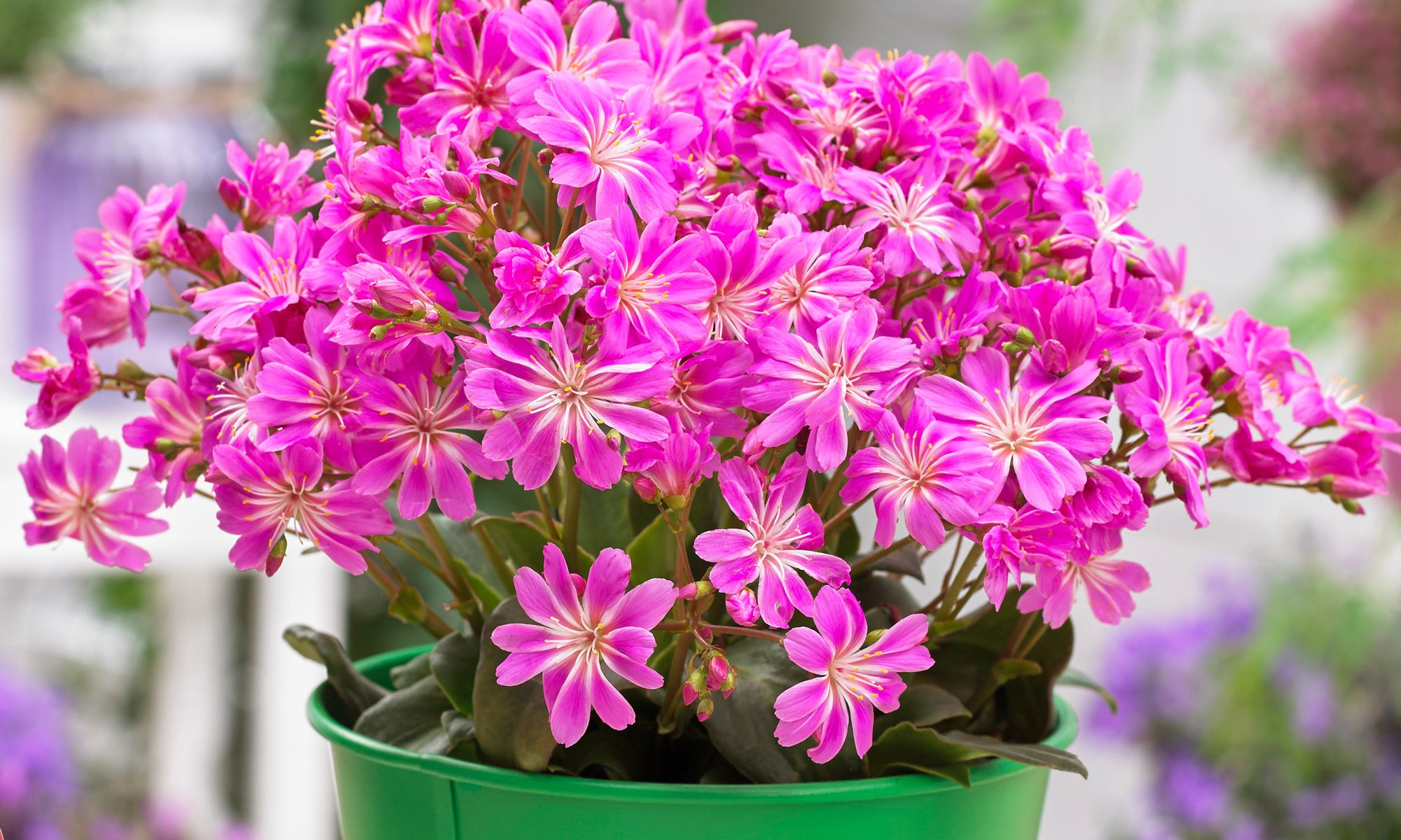 Plant Growers Australia - Lewisia Violet