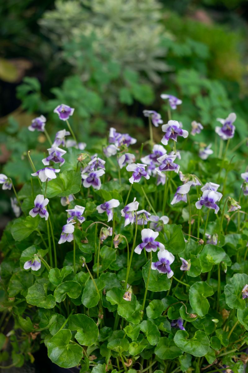Plant Growers Australia - Viola Native Violet