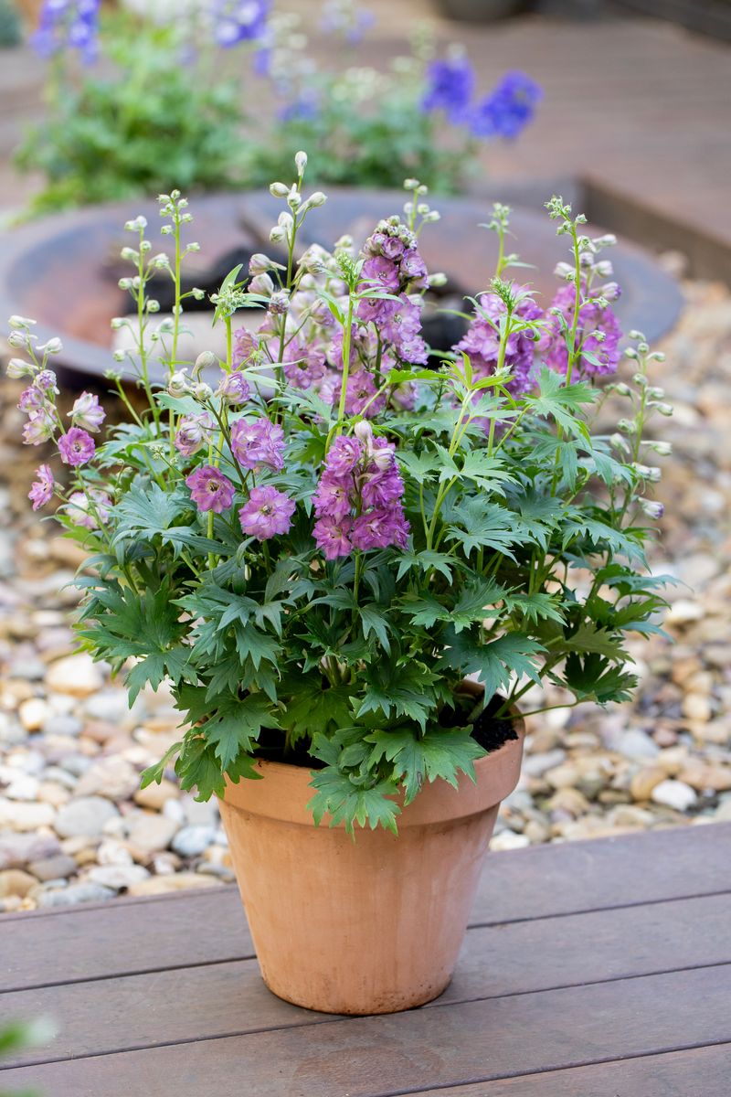 Plant Growers Australia - Delphinium Chantay